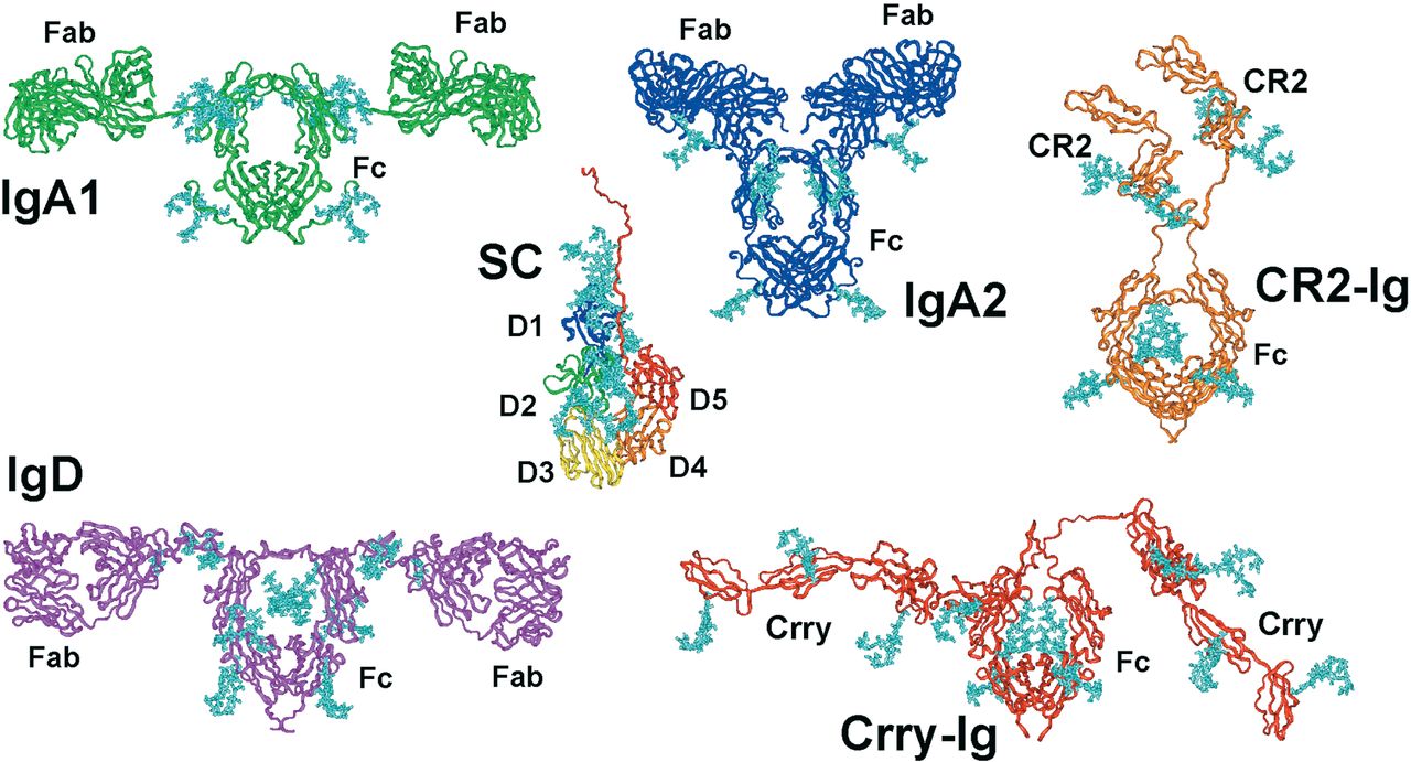 Scaligner: Antibody numbering using KABAT and IMGT schemes